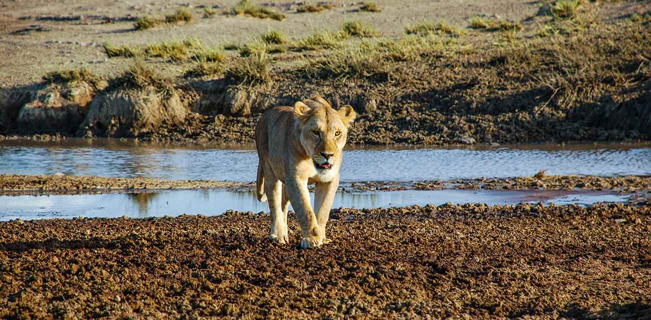 Africa Experience Beyond Sightseeing