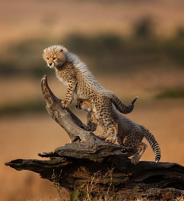 Snakes in Africa: A complete Guide