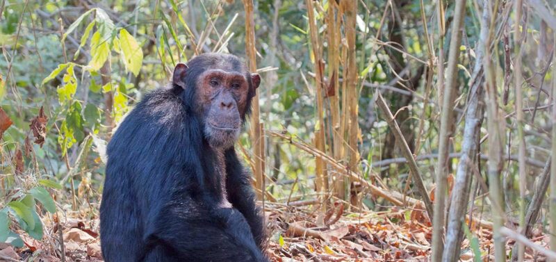 Butiama Museum and Cultural Tours