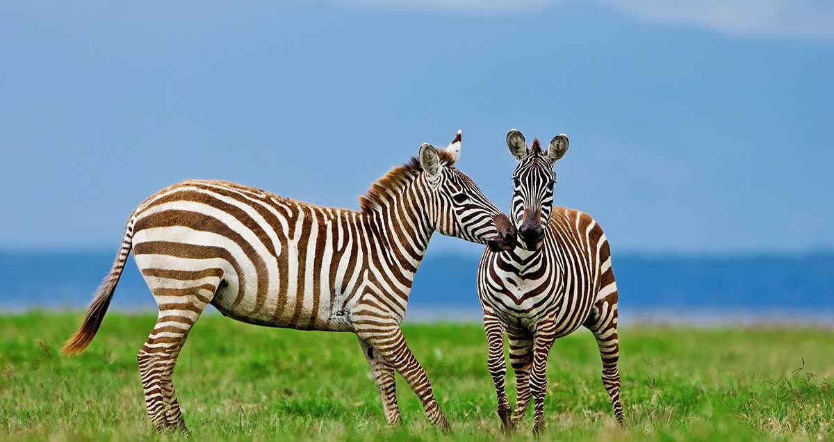 Talii Tanzania - Domestic Tourism - Blessing Safaris