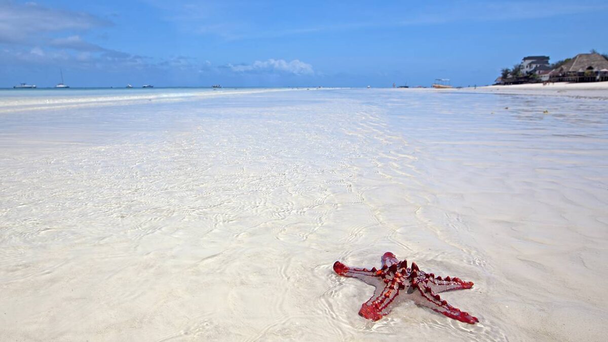 THE 13 BEST Things to Do in Nungwi (2025)