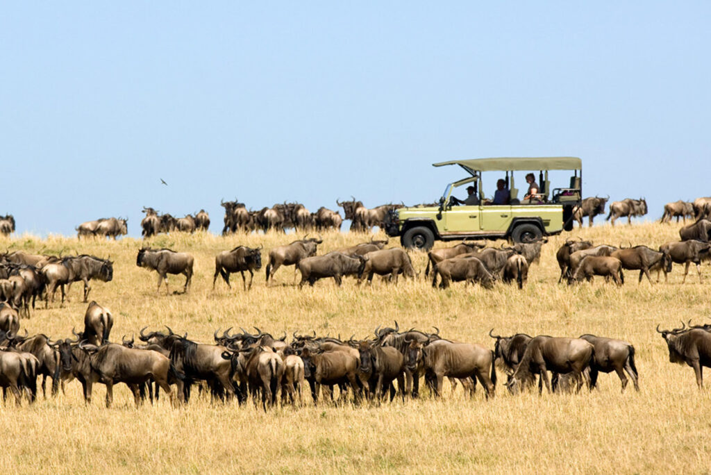 The Great Wildebeest Migration: What, When and Where?